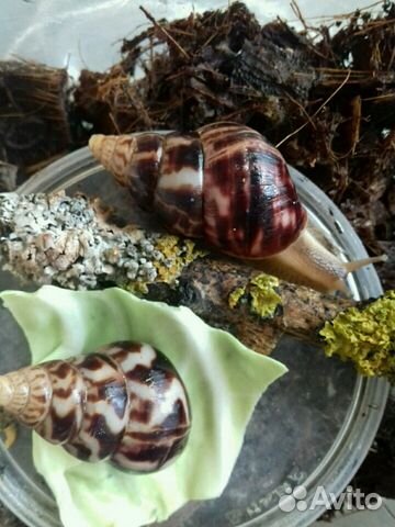 Лимиколярия Фламея