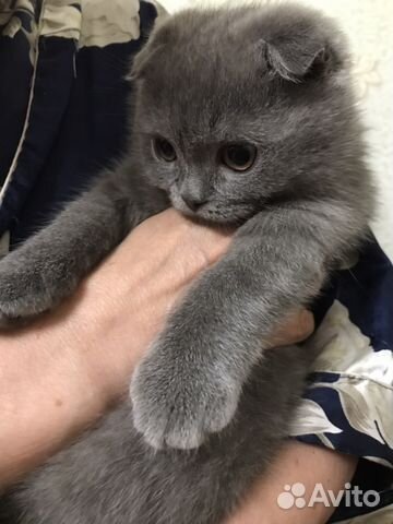 Шотландские котята