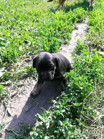 Милая деффчонка в добрые руки