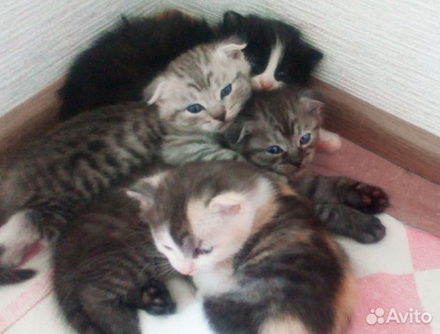 Вислоухие шотландские котята