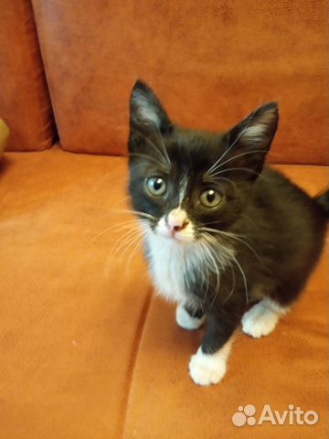Отдам очаровательную маленькую котёнка-девочку