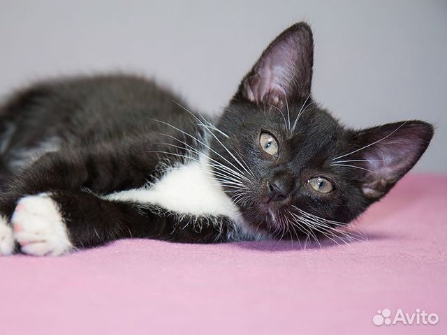 Котенок Франтик в дар