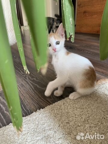 Малышка Ляля в самые добрые руки