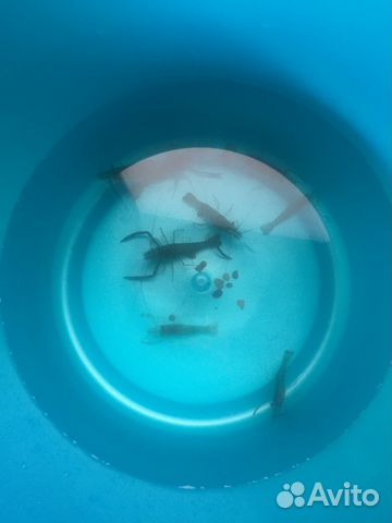 Креветка Макробрахиум Гималайский красноклешневый