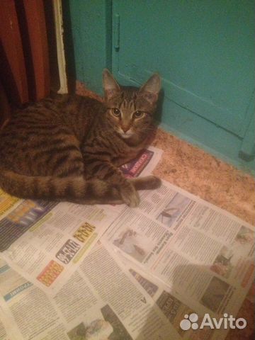 Котик,котенок,кот,котейка в добрые руки
