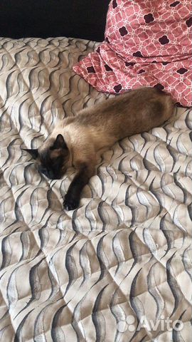 Кот ориентальной породы