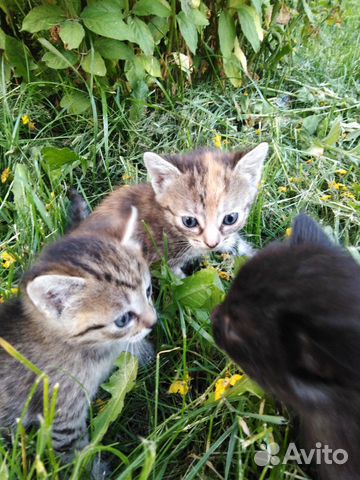 Котята даром, корм в подарок