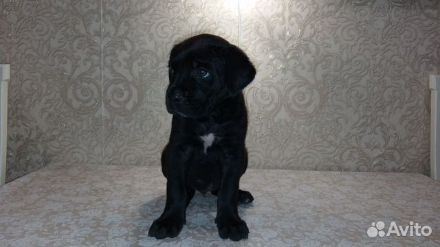 Щенки Кане Корсо