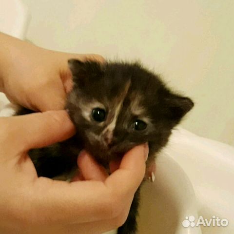 Котенок сибирской кошки