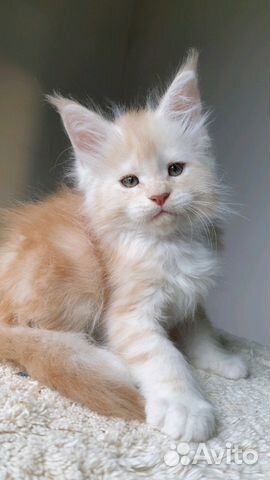 Яркие котята
