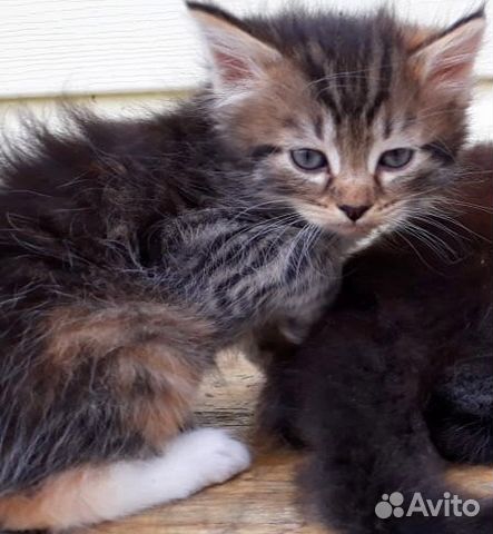 Пушистые котята 1 месяц в добрые руки