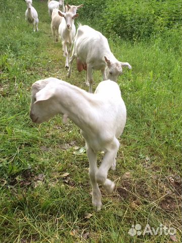 Козы заинские