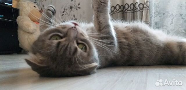 Шотладская вислоухая