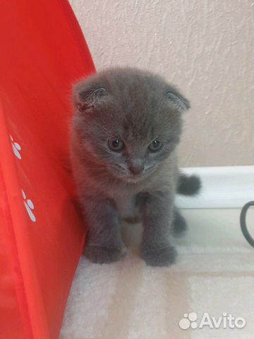 Котята шотландцы