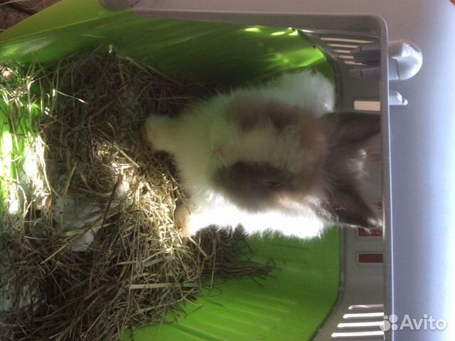 Кролик Банди ищет другаНайден карликовый кролик, б