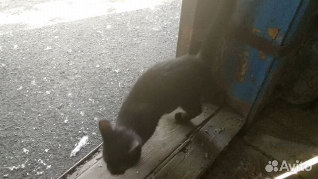 Потерявший котенок