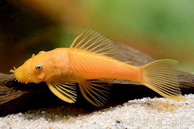 Меченосцы, Моллинезии, Пецилии