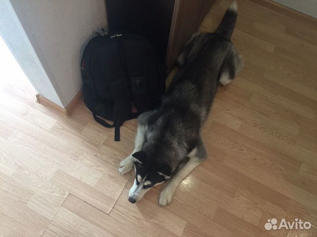 Хаски девочка 9 месяцев