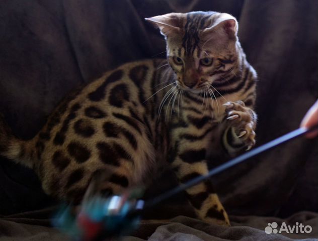 Подросток бенгал