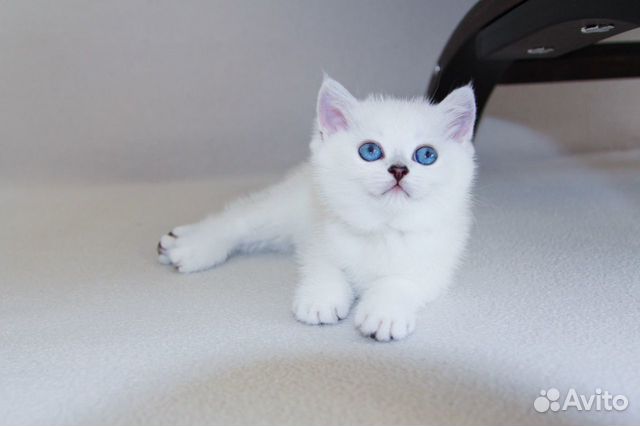 Котёнок Серебристая шиншилла пойнт show class