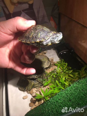 Черепаха и аквариум