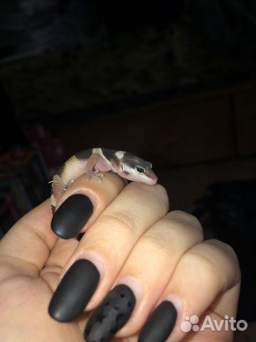 Малыши эублефаров