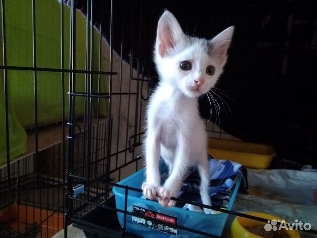 Ириска, 2.5 месяца (из приюта)