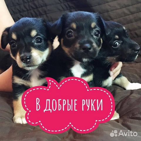 Пристраиваются замечательные щенки метисы таксы