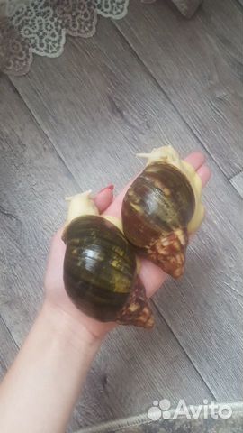 Архахатина сп. Бенин