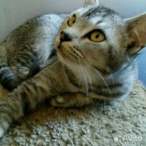 Бурмилла котята, 4 мес