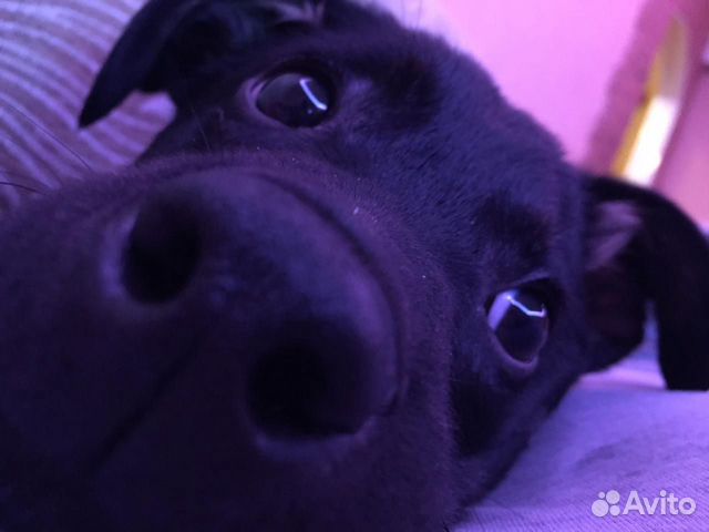 Отдам щенка лабрадора в добрые руки даром