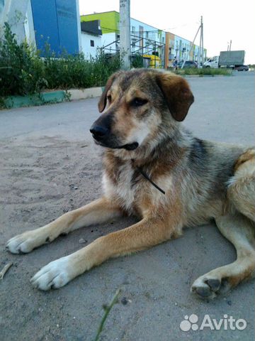 Взрослая собачка Маша, 4 года