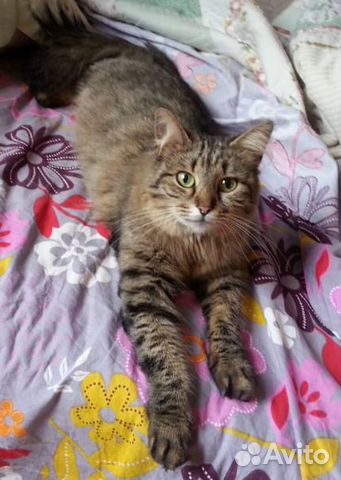 Мурочка - пушистая сибирская кошечка 7 мес. в дар