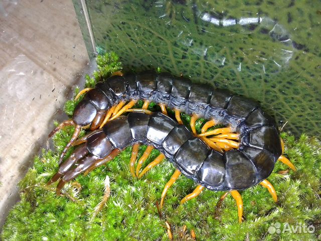 Сколопендры.Комплектующие.Содержание,разведение