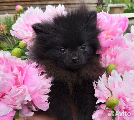 Маленькие очаровашки