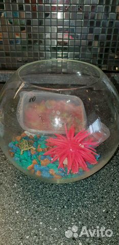 Аквариум с наполннием