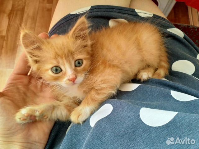 Рыжие котята малыши ждут своих хозяев