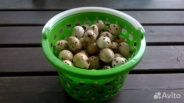 Перепелиные яйца