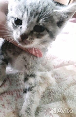 Котята