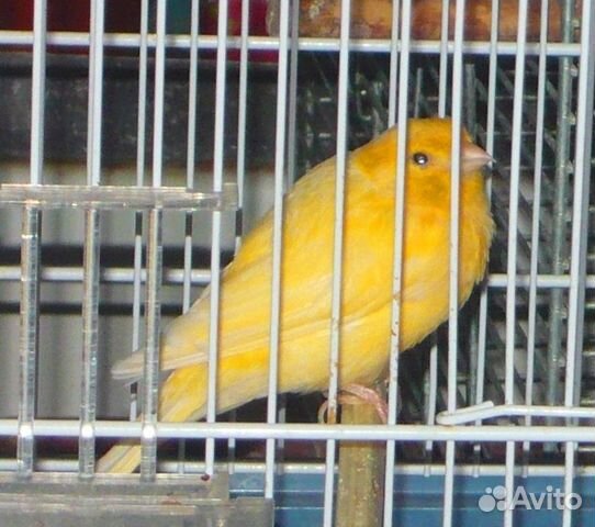 Канарейку для кенара ищем