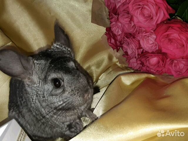 Шиншилла ангора и носитель
