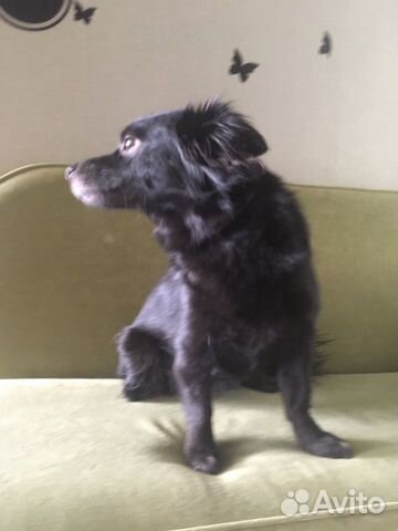 Собака метис шипперке