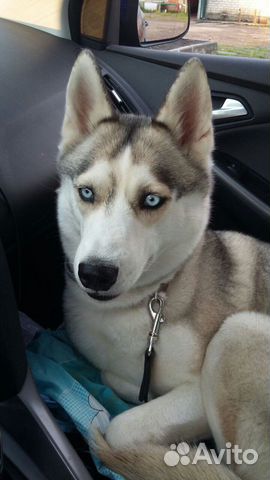 Отдам в добрые руки