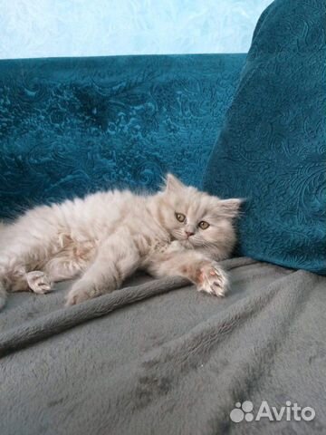 Британские котята