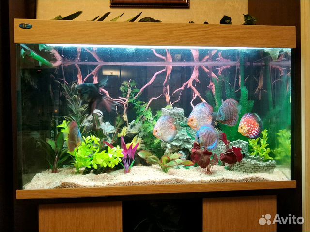 Аквариум с дискусами 240л