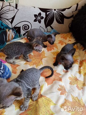 Котята Девон-рекс