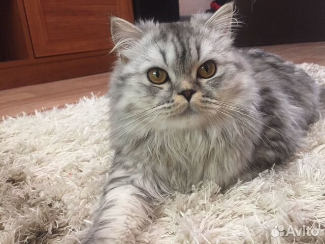 Шотландский длинношёрстный котик