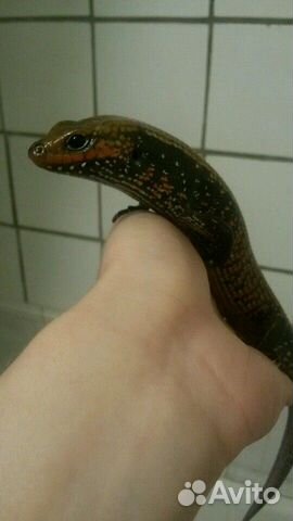 Огненный сцинк 30см