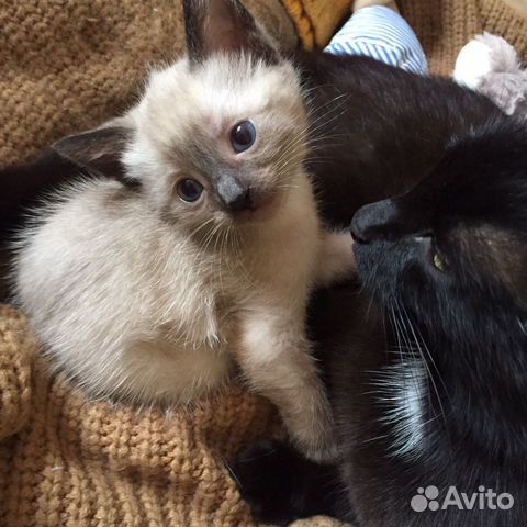 Котята 1мес