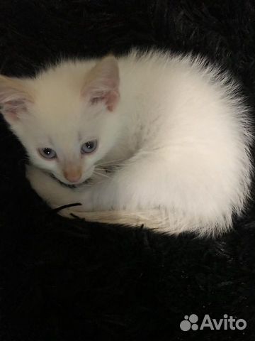 Бирманские котята